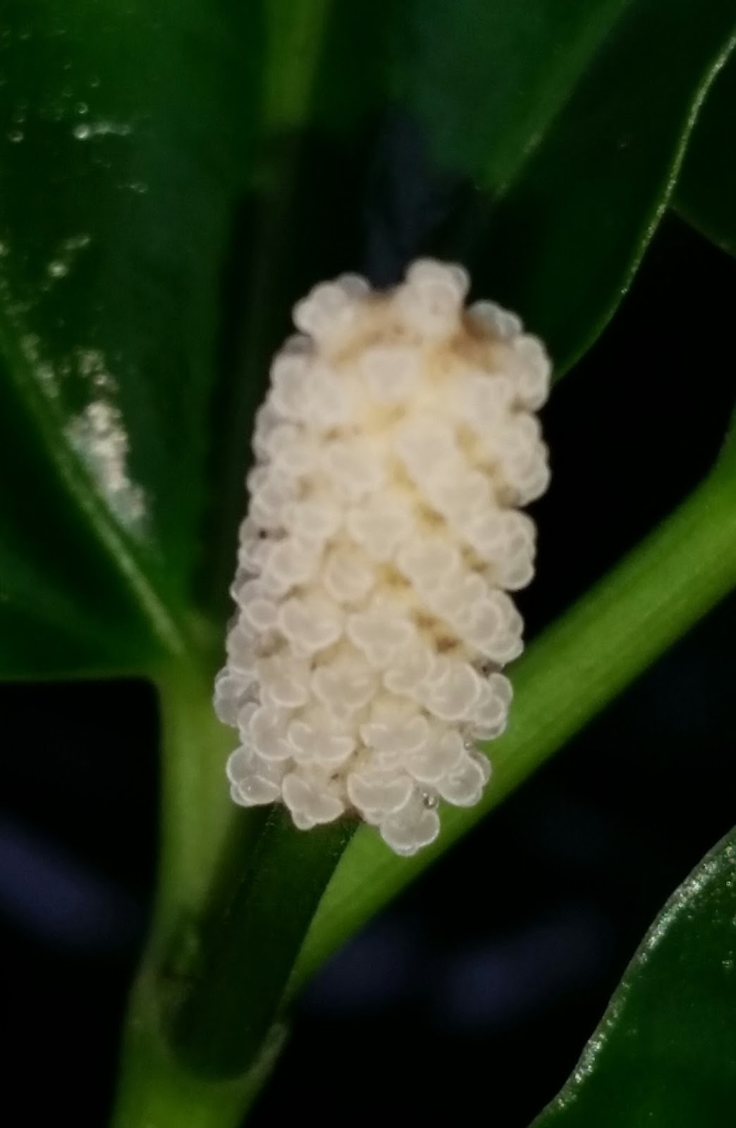 Warisan Petani: Pokok Kaduk.