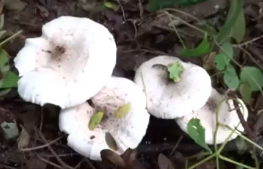 Mashroom බිම්මල්