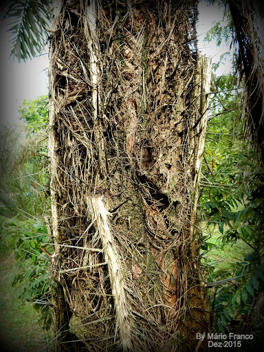 Meu Cantinho Verde: MACAÚBA, MACAÍBA - ( Acrocomia aculeata )