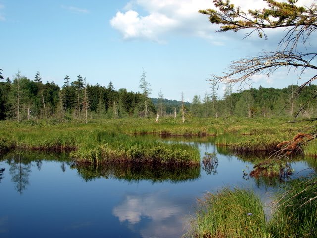 Five Ponds Wilderness: The Robinson River - - The Adirondack Almanack