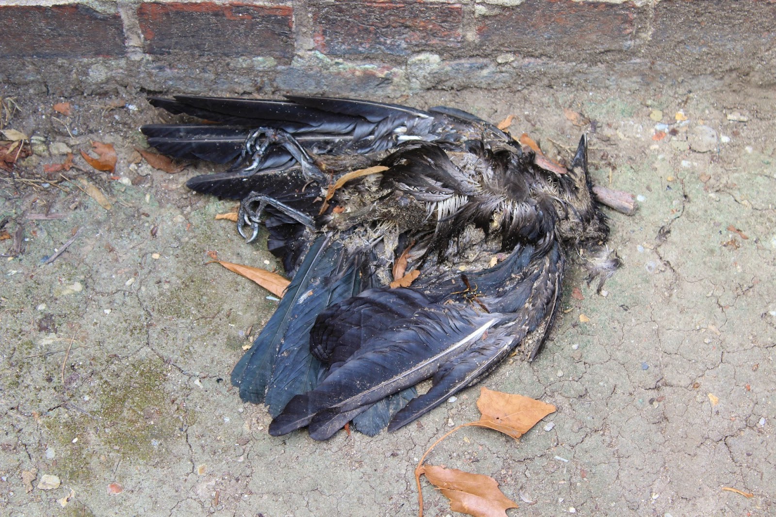 Ohio Thoughts: Baltimore, Maryland and Edgar Allan Poe