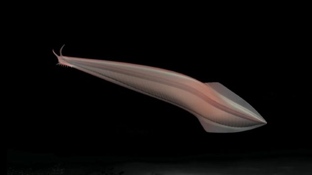 BANQUINHO DO XADREZ.: Vencedores e perdedores do Câmbrico: anatomia e ...