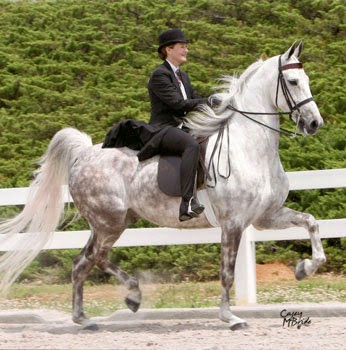 The American Saddlebred: 8/3/14 Glorious Grays part 4, the finale