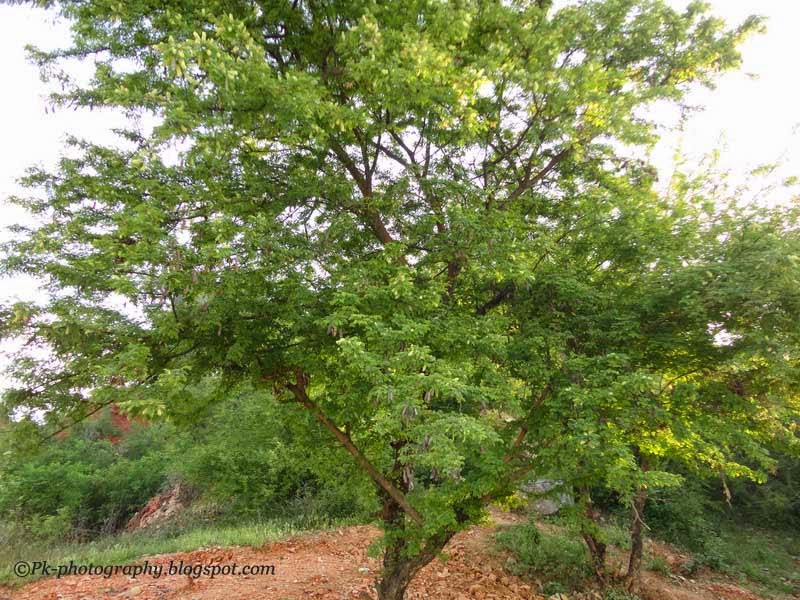 Phulai-Acacia modesta | Nature, Cultural, and Travel Photography Blog