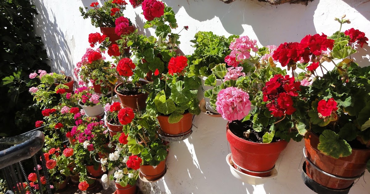 10 Jenis Bunga Hias Gantung Yang Bisa Membuat Ceria Suasana Rumahmu ...