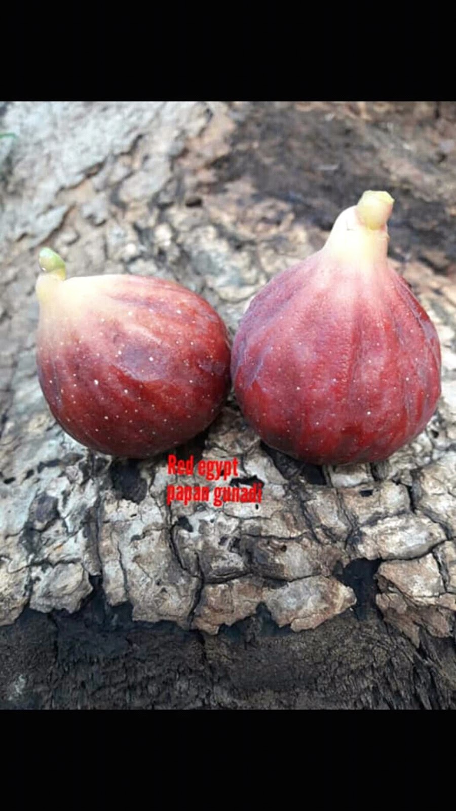 Red Egypt Fig - Var Tin