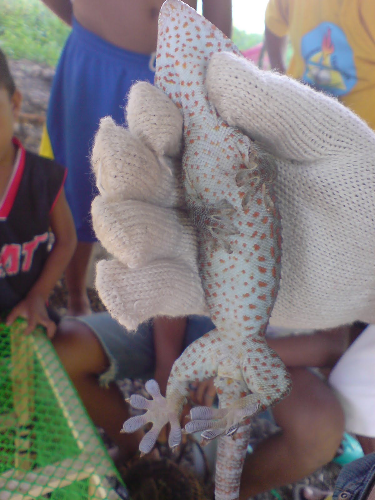 GECKO OR TUKO: gecko or tuko for sale