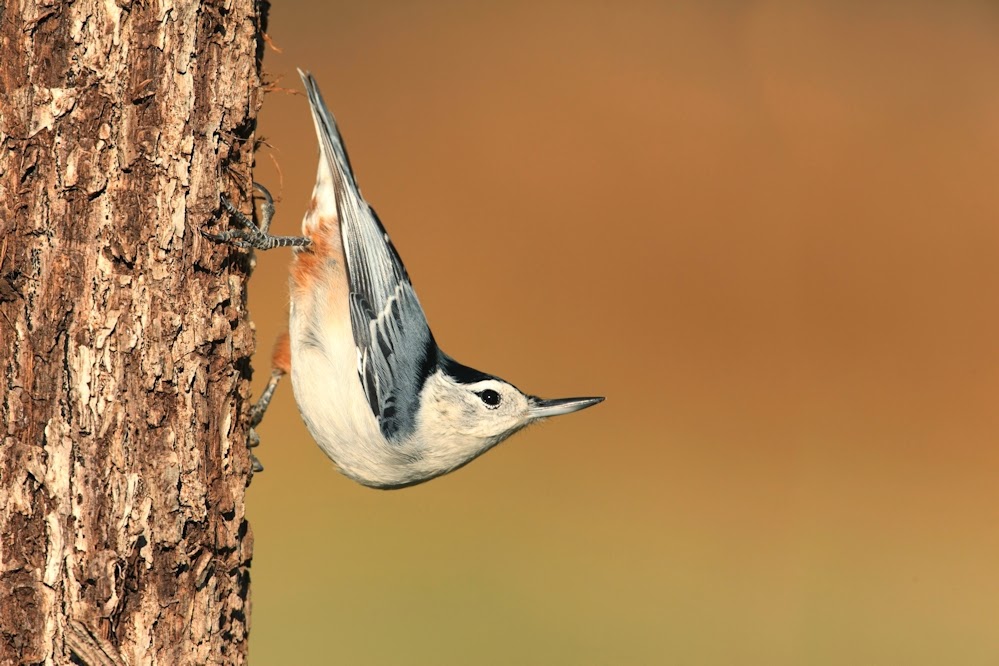Steve Byland Nature Photography