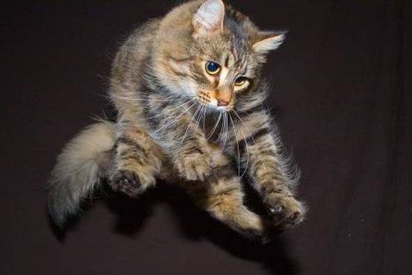 The bouncing cat - Funny cats