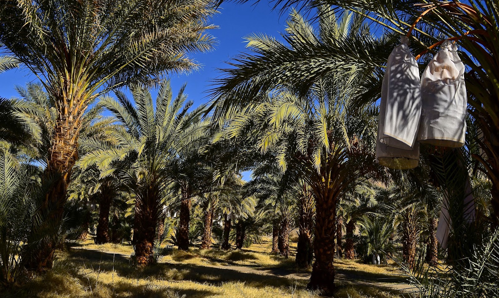 The Journey of a Lifetime: The China Ranch Date Farm