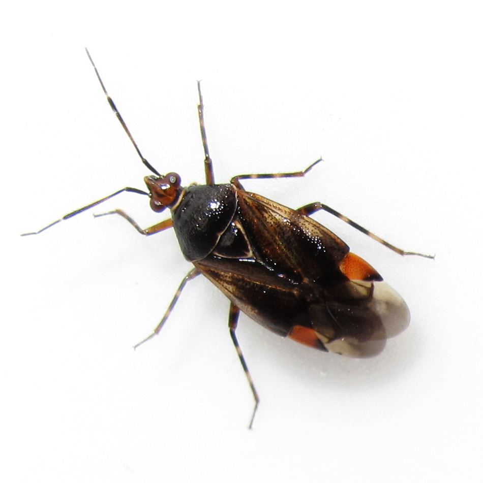 BugBlog: Inside curly cherry leaves with their food