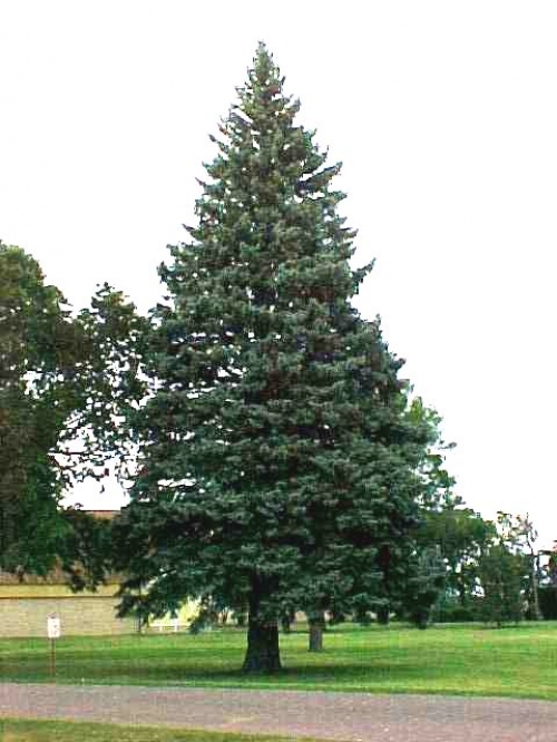 LADİN AĞACI ( Picea )