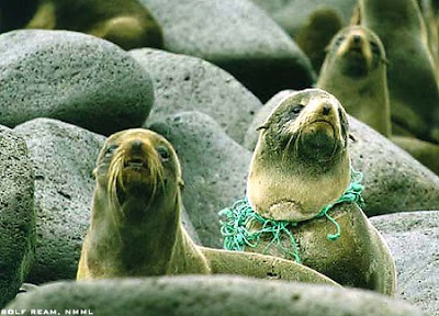 Rodrigues via Mauritius: Plastik im Magen und um den Hals -Trapped ...