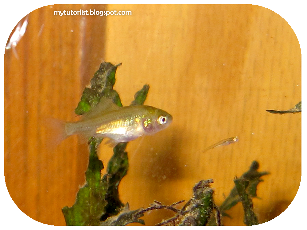 Newborn Baby Goldfish