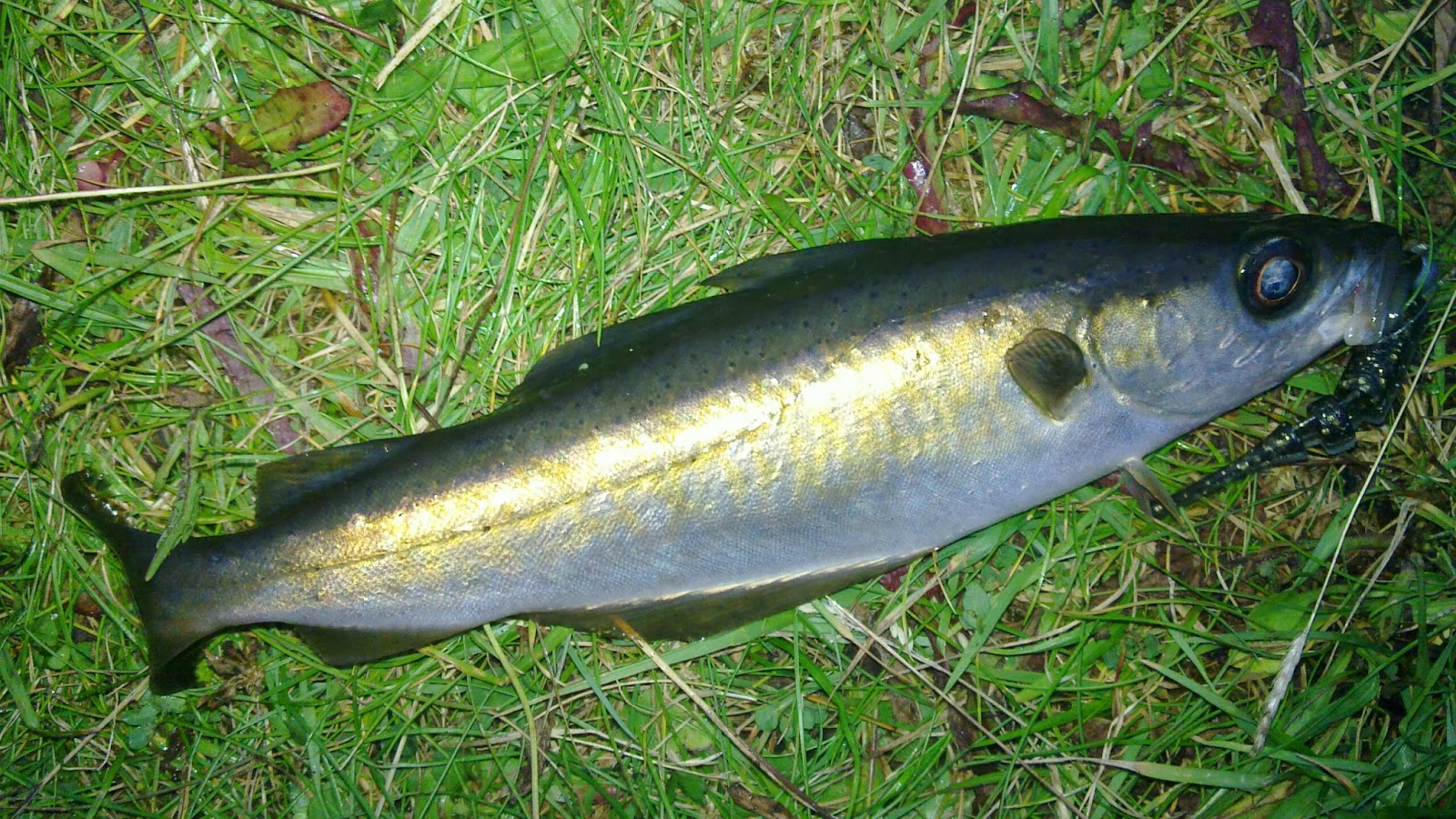 I Am Therefore I Fish