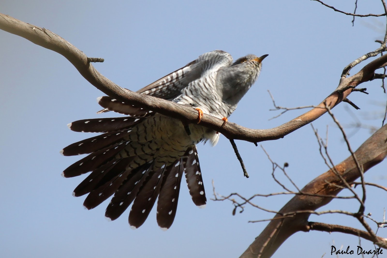 A arte de debicar: E eis que volta a cantar o Cuco...
