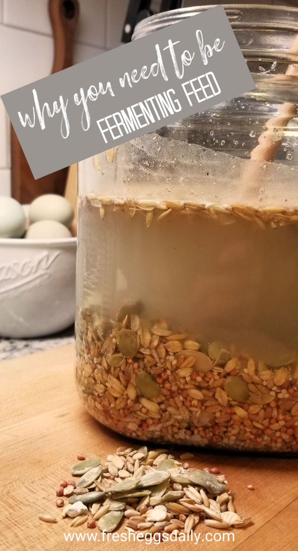 10 Reasons Why you Need to be Fermenting your Chicken Feed | Fresh Eggs ...