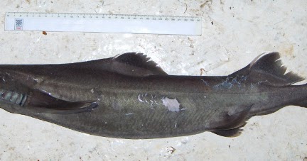 Tiburones en Galicia: Visera flecha (Deania profundorum)