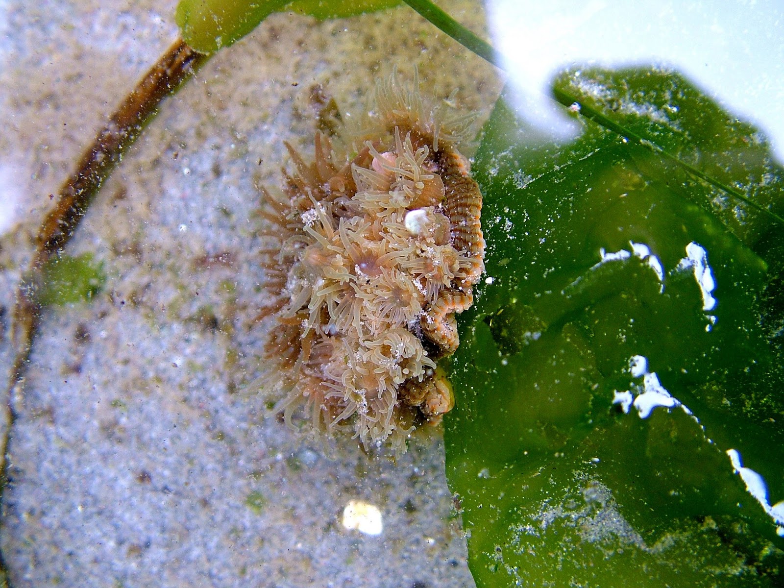 Buzz's Marine Life of Puget Sound