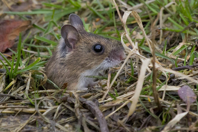 Foto naturalistiche: Topo di campagna