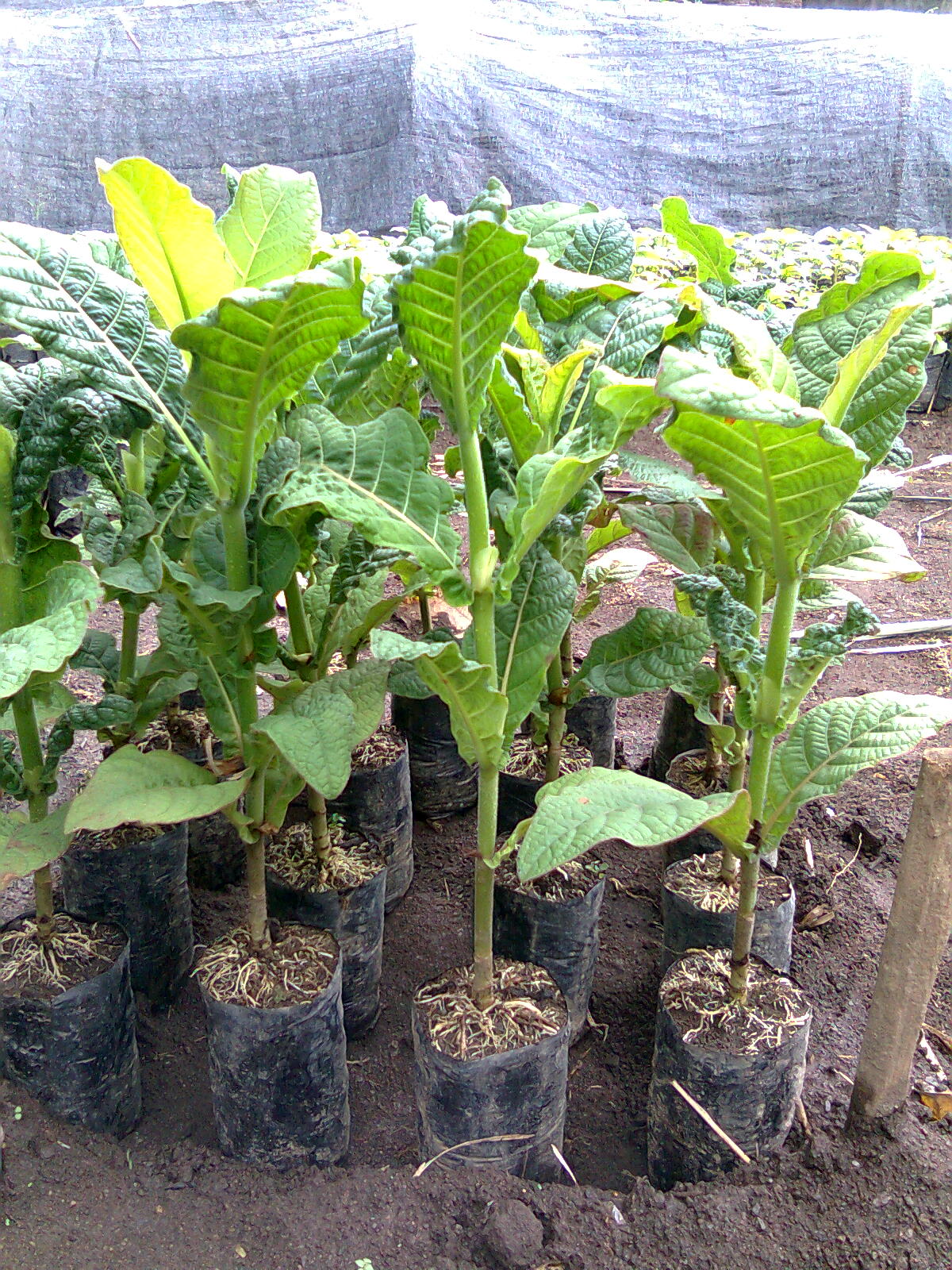 JUAL ANEKA BIBIT JABON BIBIT BALSA BIBIT SENGON DAN ALPUKAT JUGA BUAH ...