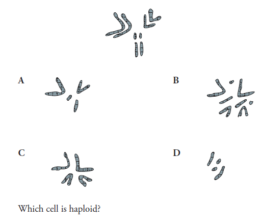 #32 Summary of Cell and Nuclear division | Biology Notes for A level