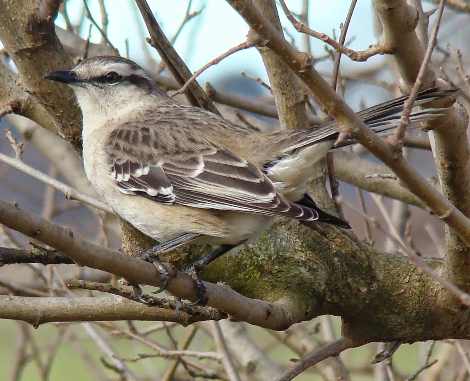 aves de Chacabuco: CALANDRIA.
