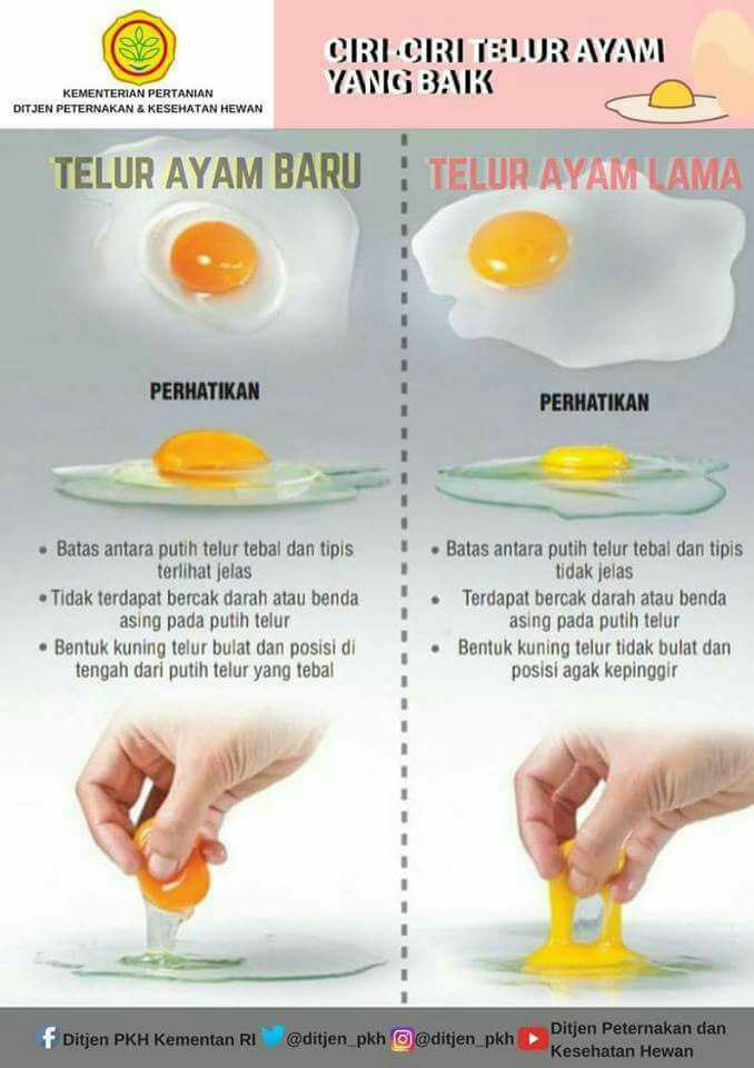 Media Digital Online: Telur Palsu, FAKTA atau HOAX?