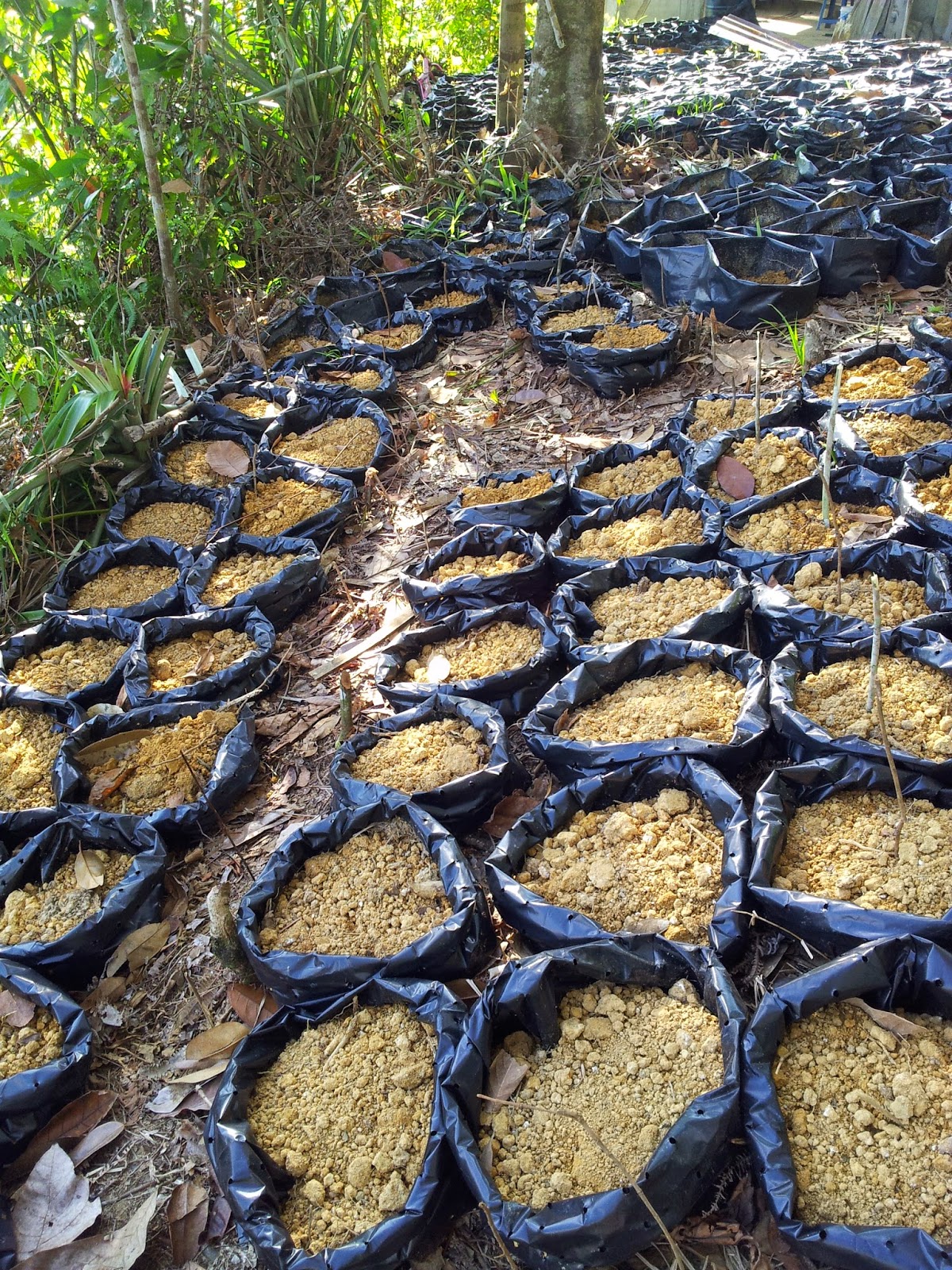 Tanaman Halia: Kisah 2nd, Halia dalam polybag dan di tanah.