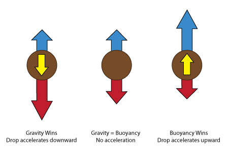 APS, Golconda | Priyanka Gupta: class 9 - floatation - sum up