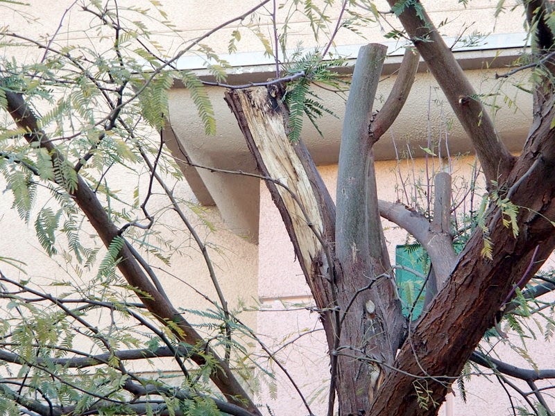 Xtremehorticulture of the Desert: Shoestring Acacia Height Can Be Lowered