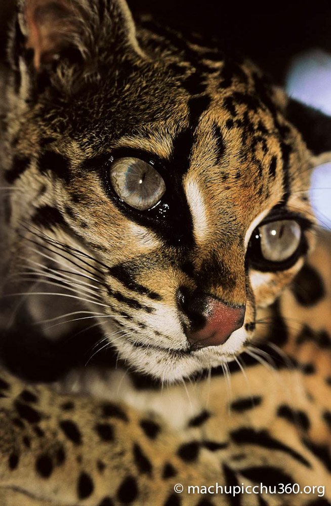 COSAS MIAS...: FAUNA DE MACHU PICCHU