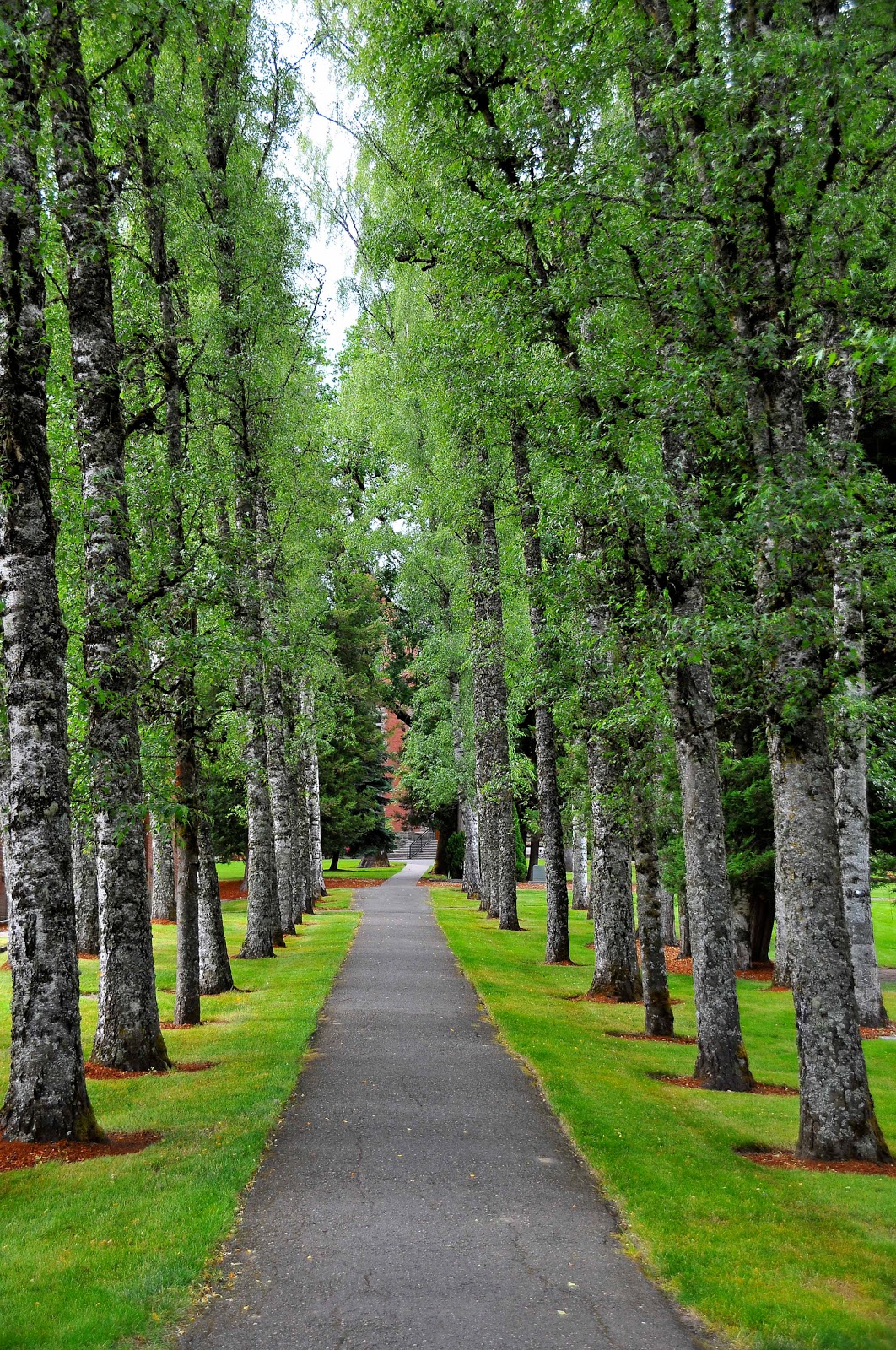 Where I Live (my photo blog): The Trees for the Forest Grove