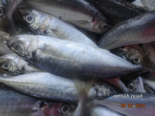 segalanya tentang kehidupan laut dan sungai: SELAYANG/SADIN/CURUT