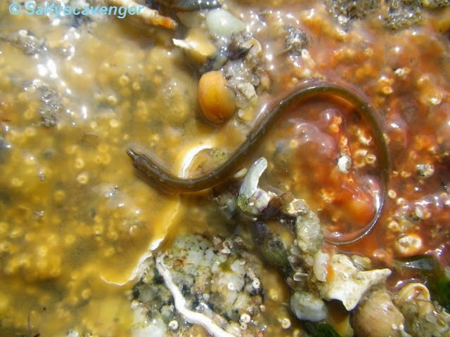 Rock Pooling: Common fish of the sea shore