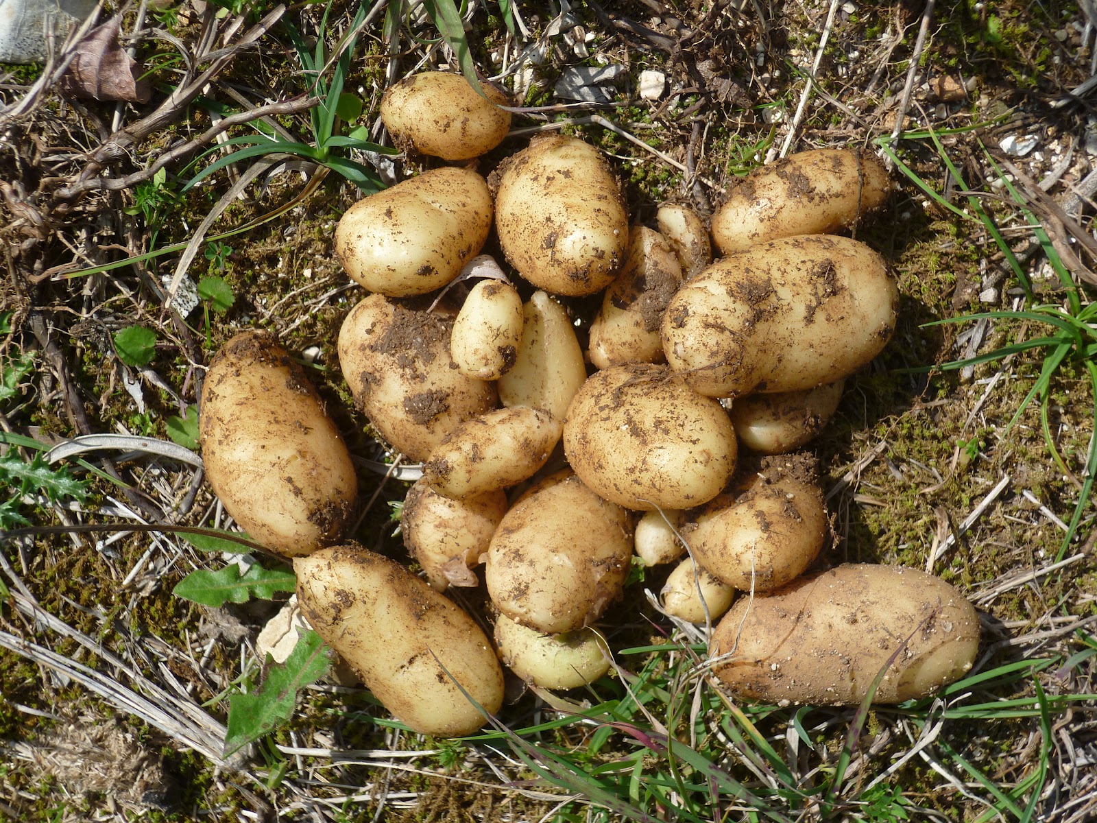 Cobbing Along: Replanting the Potato Patch