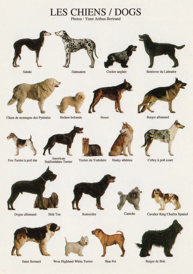 General Picture Group: Multiple of dogs pictures.