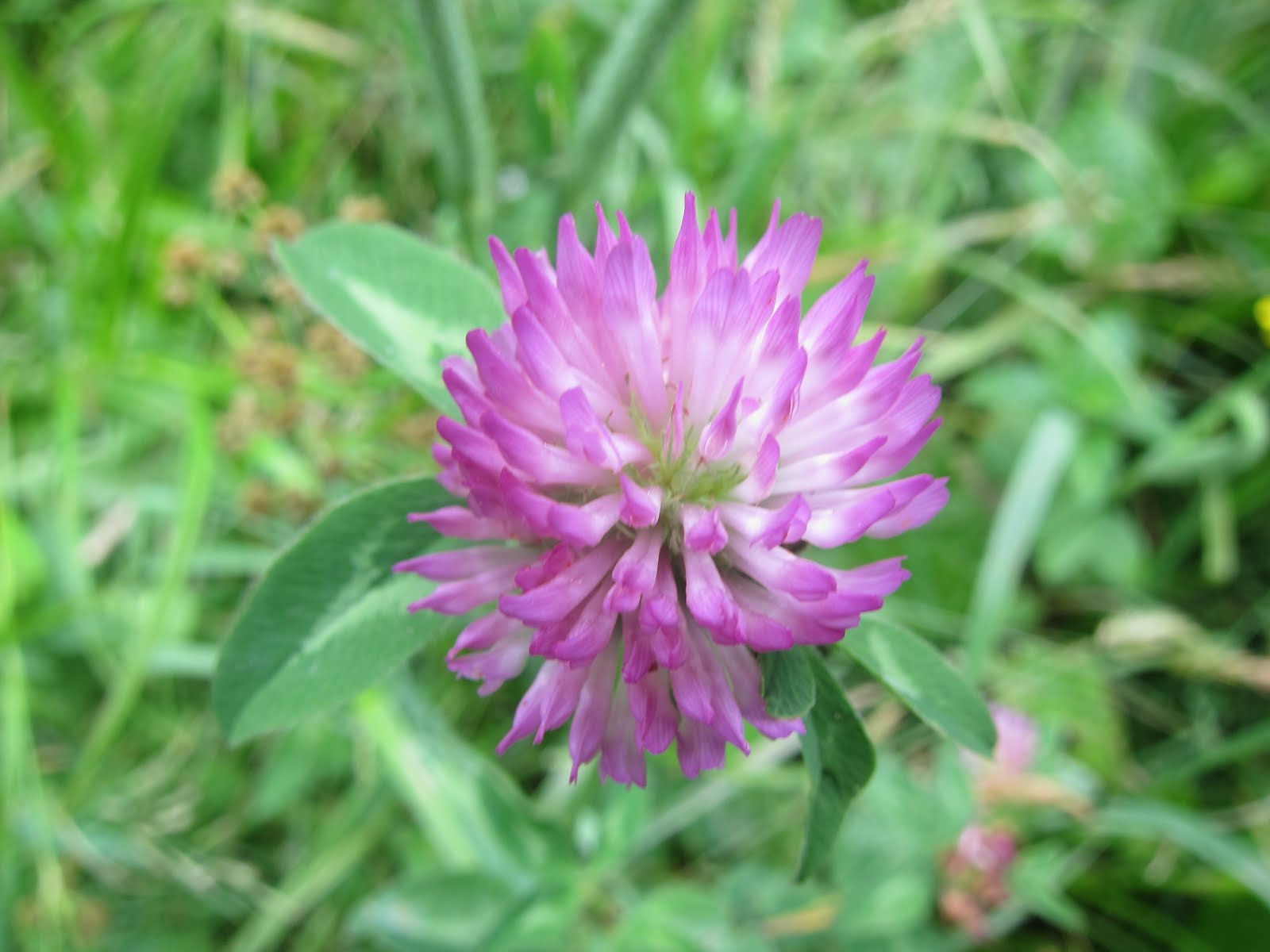 furthermore, flask: native wildflowers