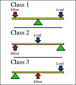 Biomechanics Blog: Science of Levers
