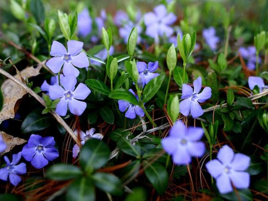 PERIWINKLE FLOWER photos - wallpapers (ανανεωμένο) | the fun bank