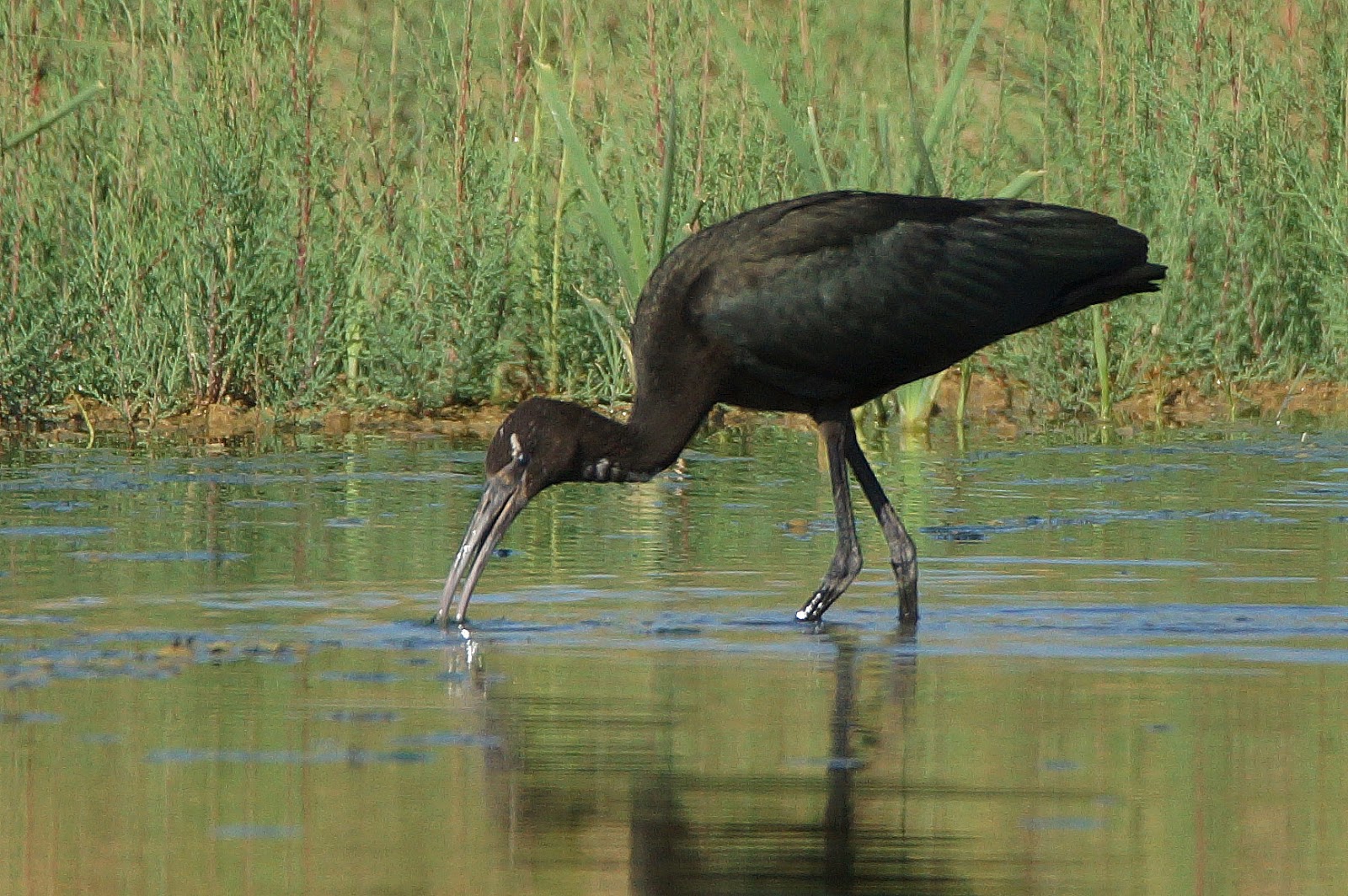 Pasión por las aves: Morito común.(Plegadis falcinellus)