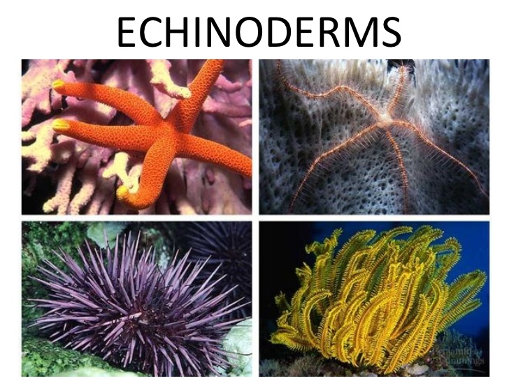 My Newsroom: Biology: Echinoderms