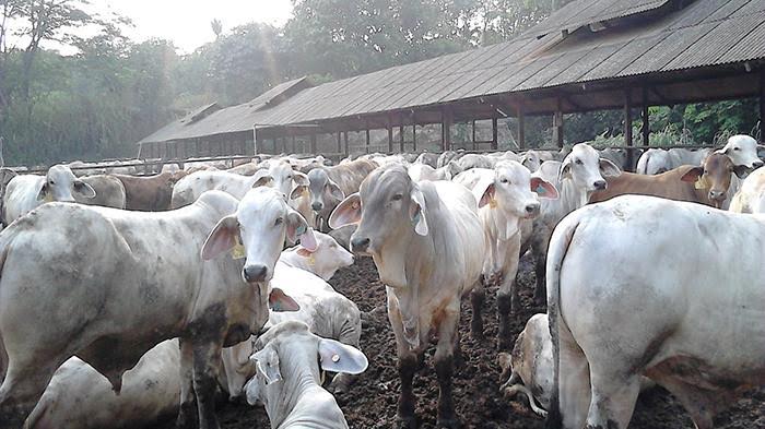 Mengenal Lebih Dekat Sapi Brahman Cross Asal Australia