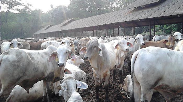 Mengenal Lebih Dekat Sapi Brahman Cross Asal Australia
