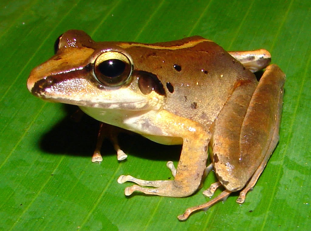 Importancia Ambiental De Los Anuros: Anuros