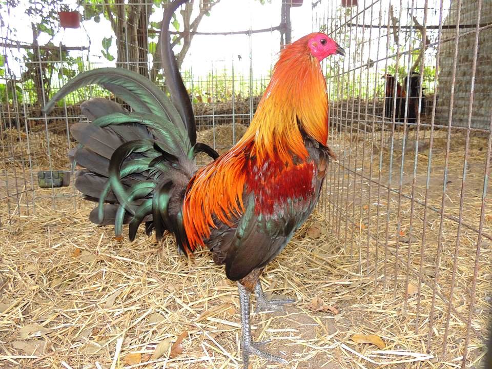 Granja R. Greer, Gallos Finos, Aves de exhibición y más: EL GALLO BROWN RED