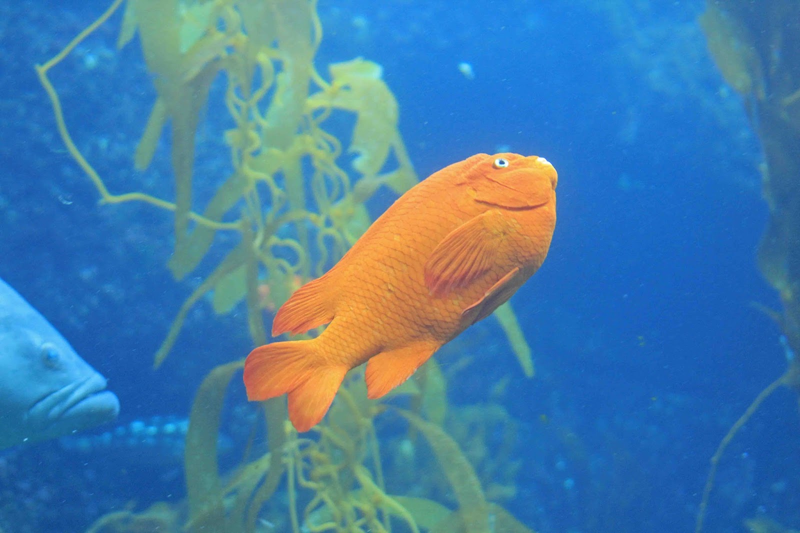 Western Sojourns: Travels with Camissonia: BIRCH AQUARIUM AT SCRIPPS ...