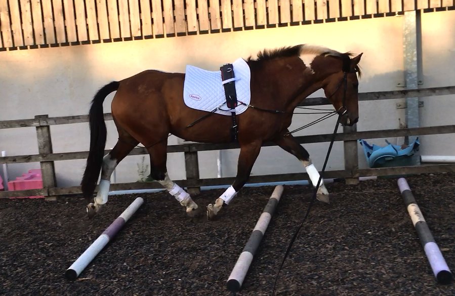 KB Equestrian: Product Review - EquiAmi Training Aid