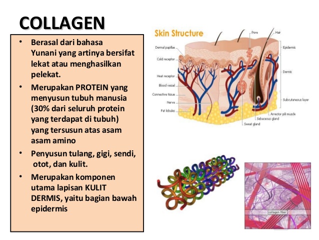 BLOG KESIHATAN SHAKLEE: KOLAGEN UNTUK CANTIK