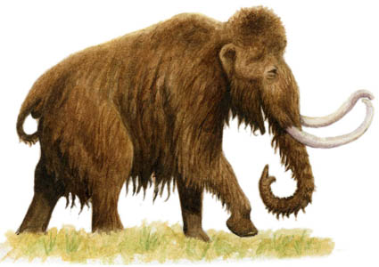 Dibujo de un mamut - Imagui